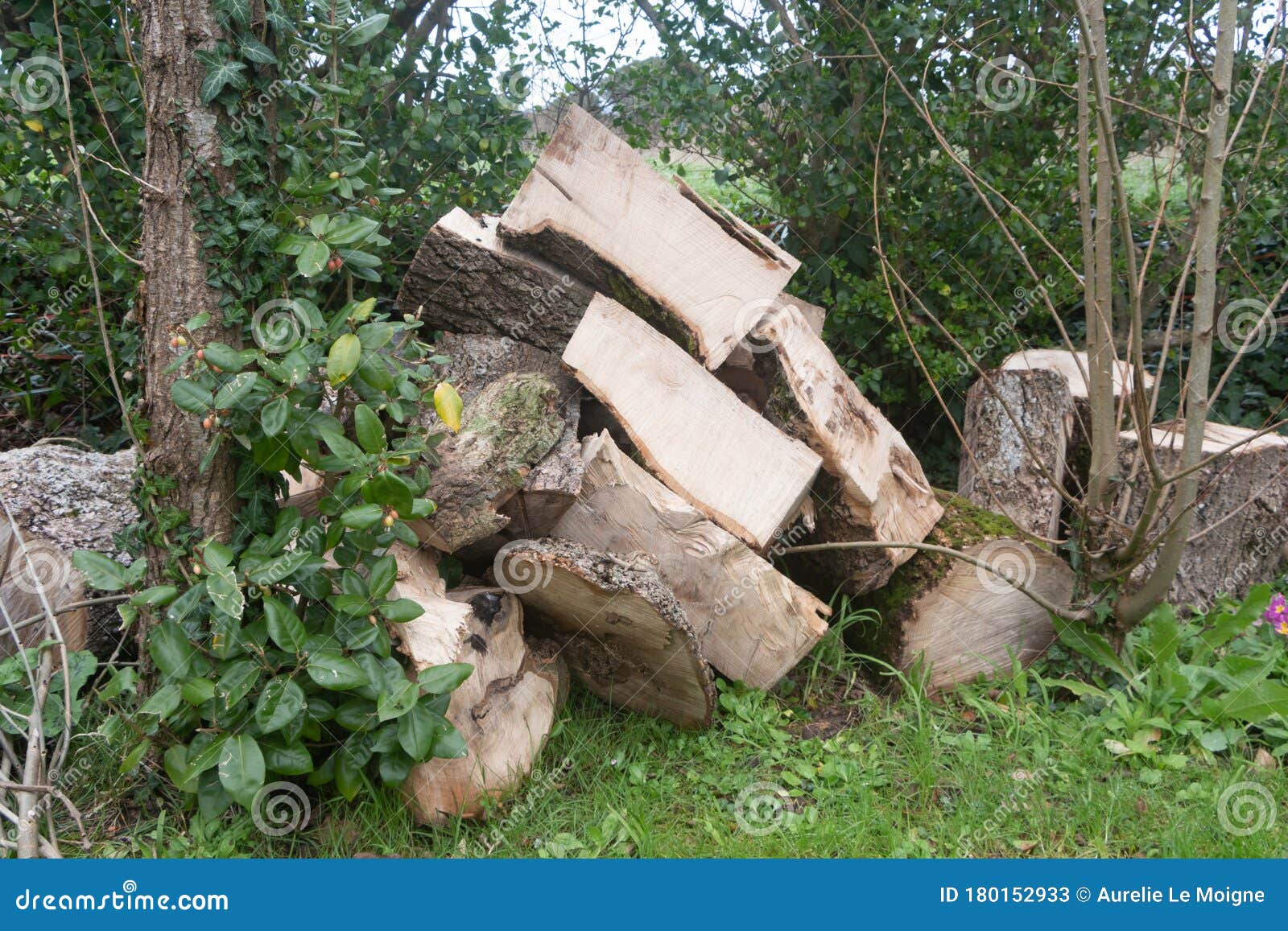 Heap of wood logs stock image. Image of forest, heap - 180152933