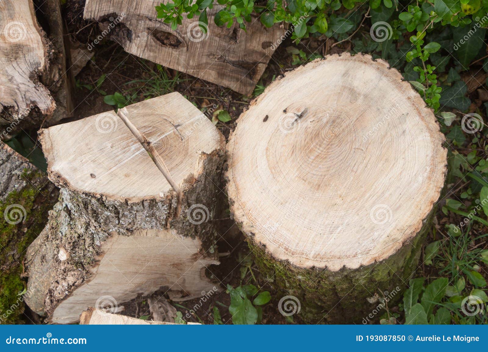 Heap of wood logs stock photo. Image of logging, heap - 193087850