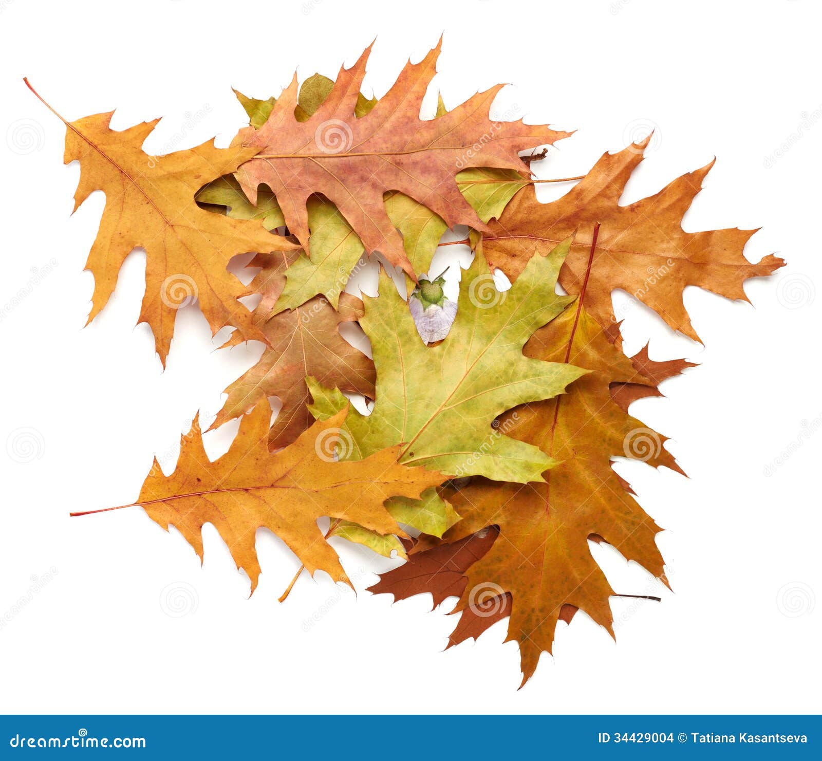 Heap of Yellow Autumn Leaves Stock Photo - Image of leaf, decoration ...