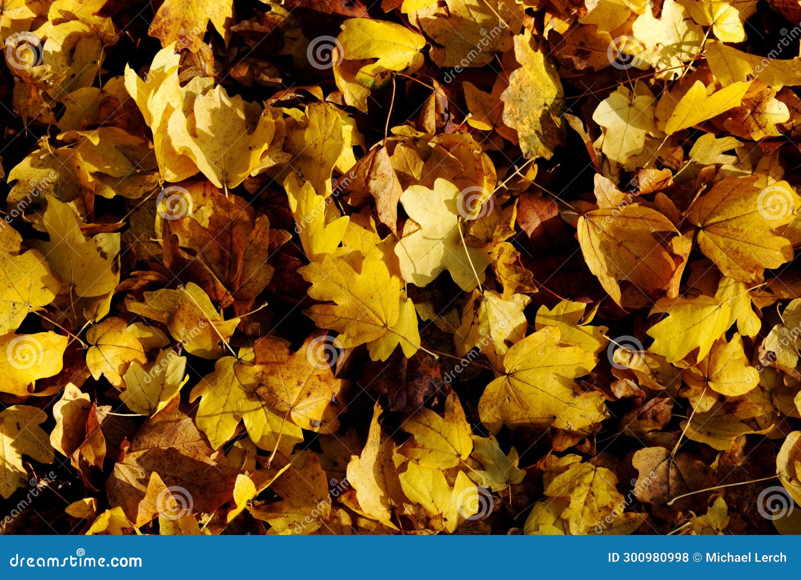 Heap of Yellow Leaves in a Fall Stock Photo - Image of colors ...