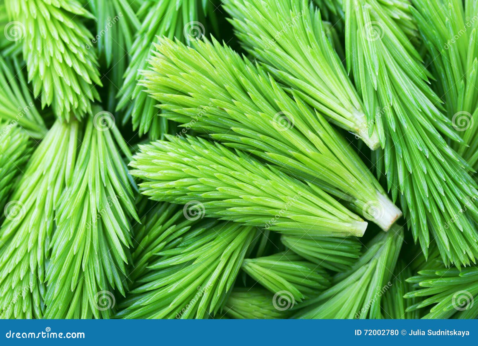 Heap of Young Sprout of Spruce Stock Photo - Image of heap, natural ...
