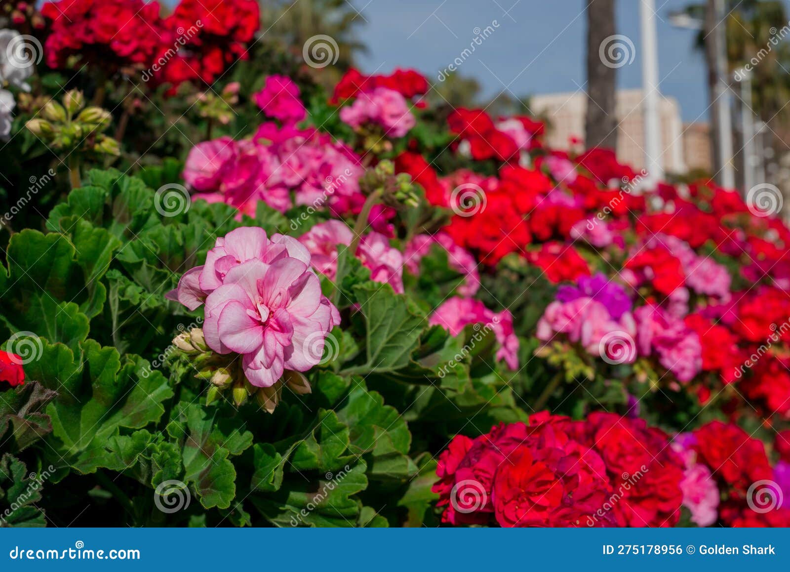 Heaps of Geraniums for a Beautiful Floral Background Stock Photo ...