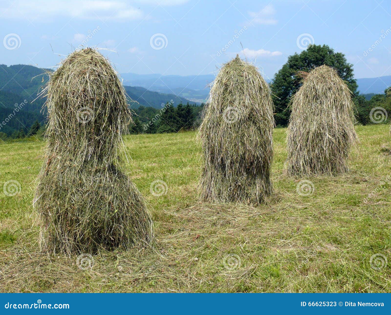 Heaps of hay stock image. Image of meadow, summer, grassland - 66625323
