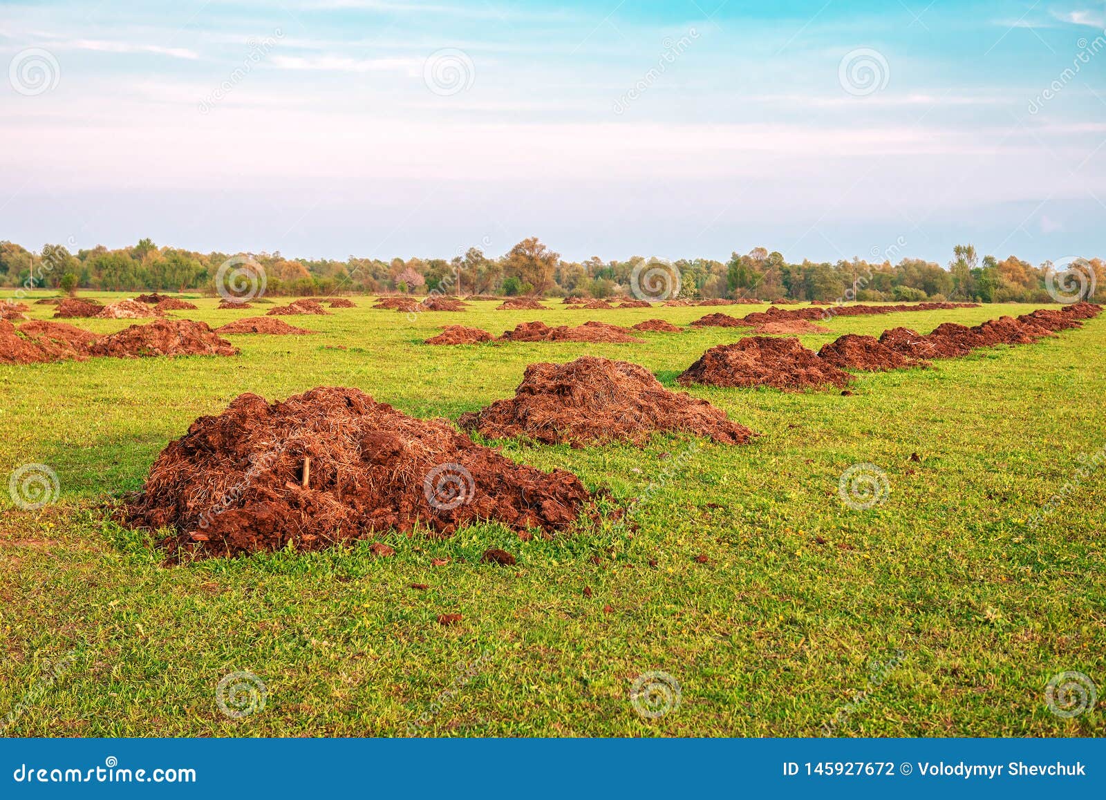 Heaps of Manure on the Field Stock Photo - Image of dung, excrement ...
