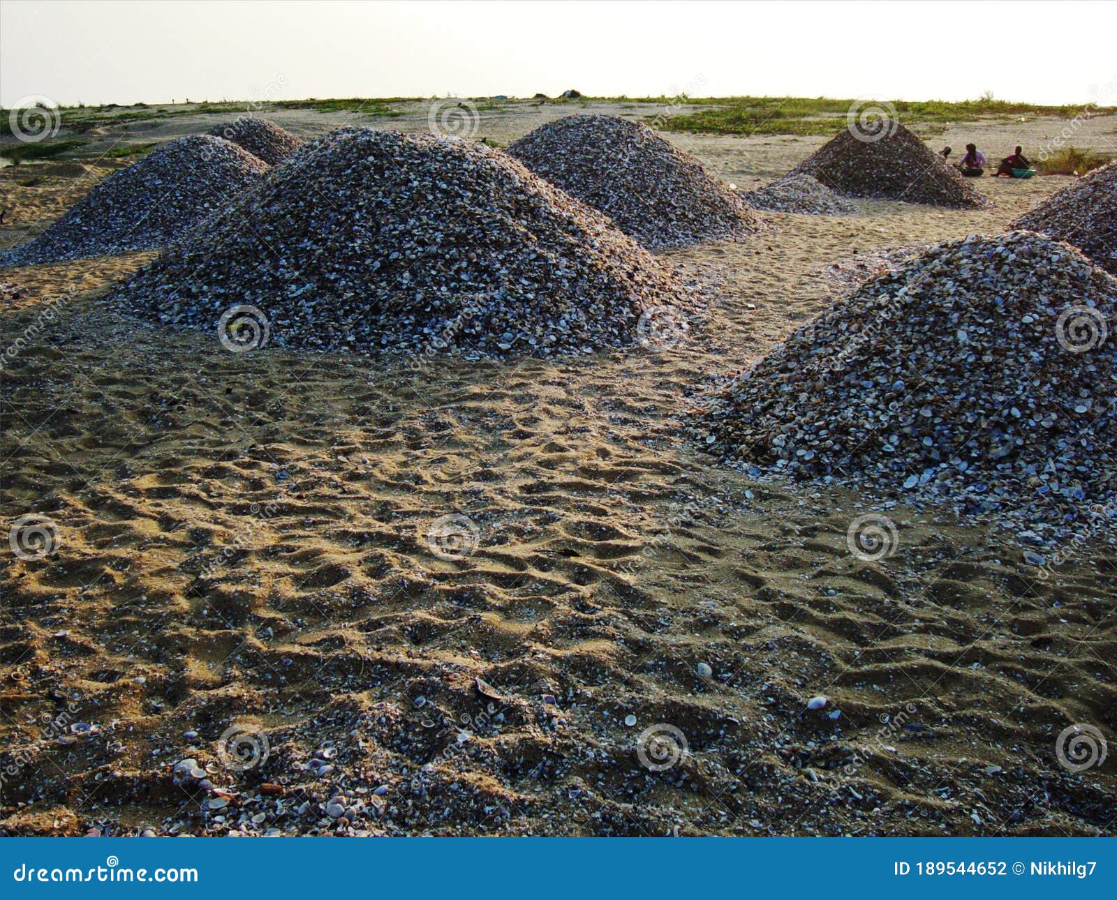 Heaps of Sea Shells on the Sea Shore Stock Photo - Image of wetland ...