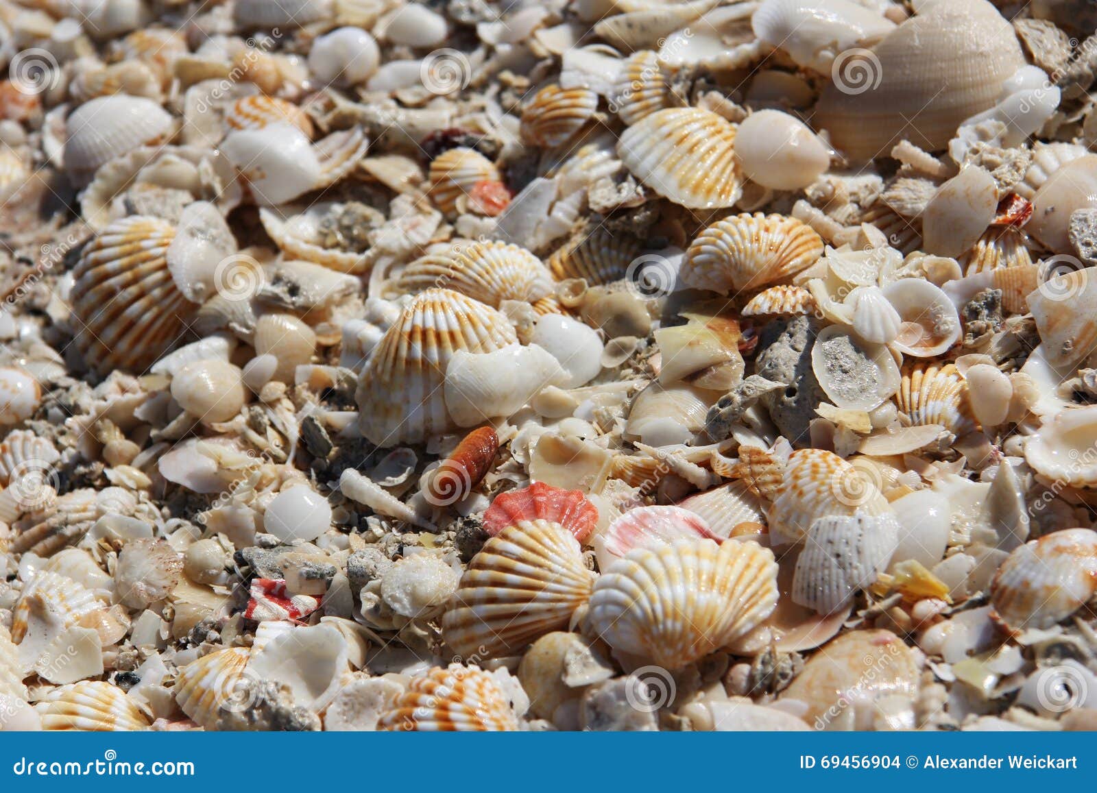 Heaps of shells. stock photo. Image of color, dubai, holiday - 69456904