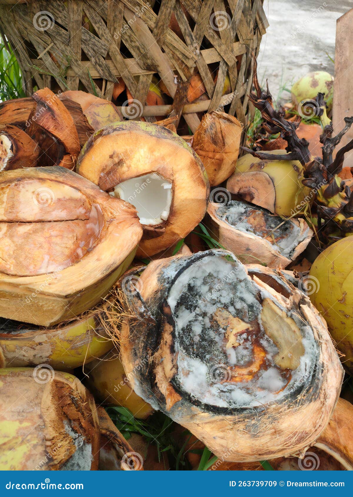 Heaps of Young Coconut Waste Stock Image - Image of fungus, soil: 263739709