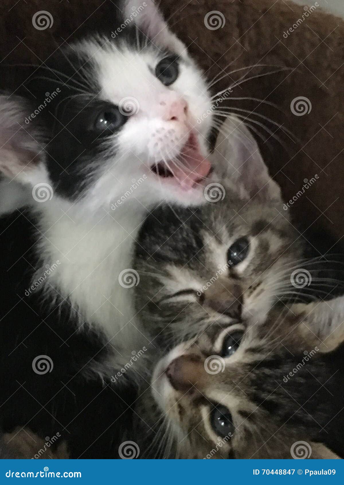 Hear me. Cat stock image. Image of talking, cats, hear - 70448847