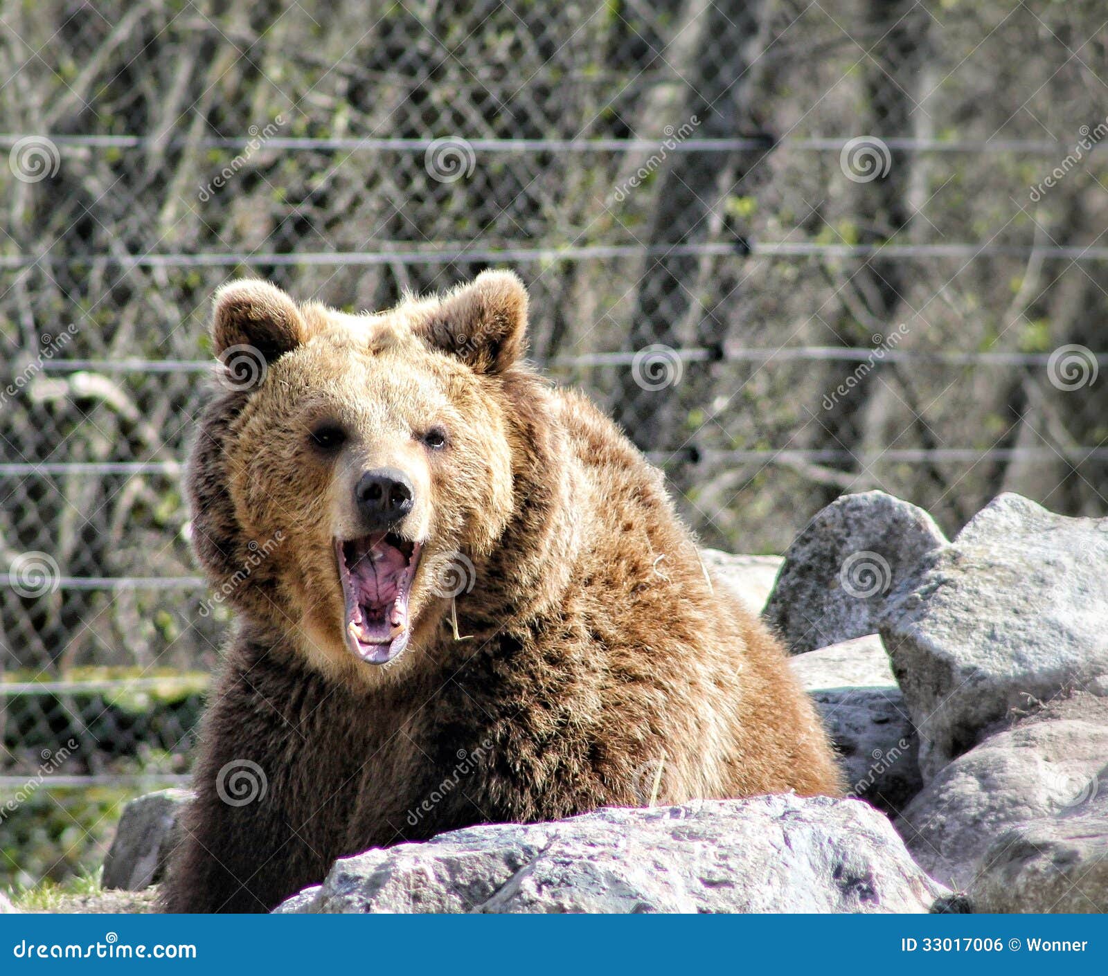 Hear me roar stock photo. Image of eyes, stockholm, bear - 33017006