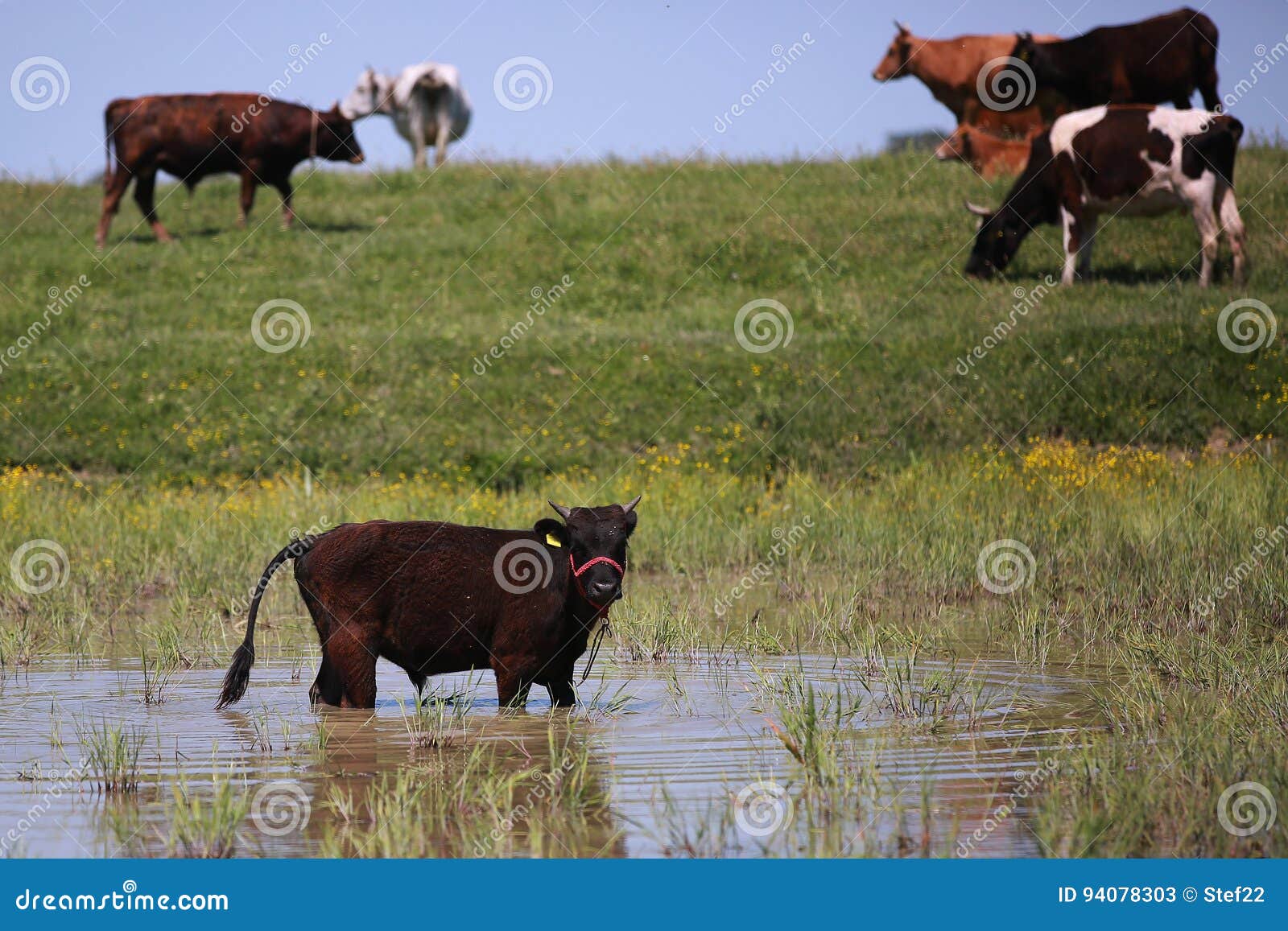 Heard of cattle stock image. Image of herbivorous, countryside - 94078303