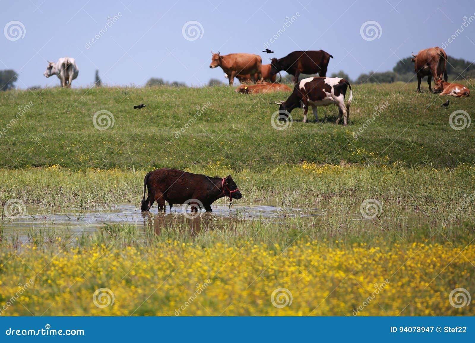 Heard of cattle stock image. Image of bovine, grassland - 94078947