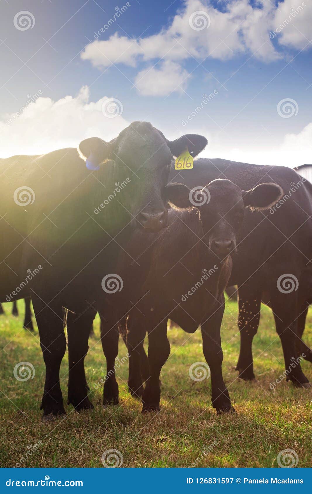 Heard of Cows in a Field stock image. Image of brown - 126831597