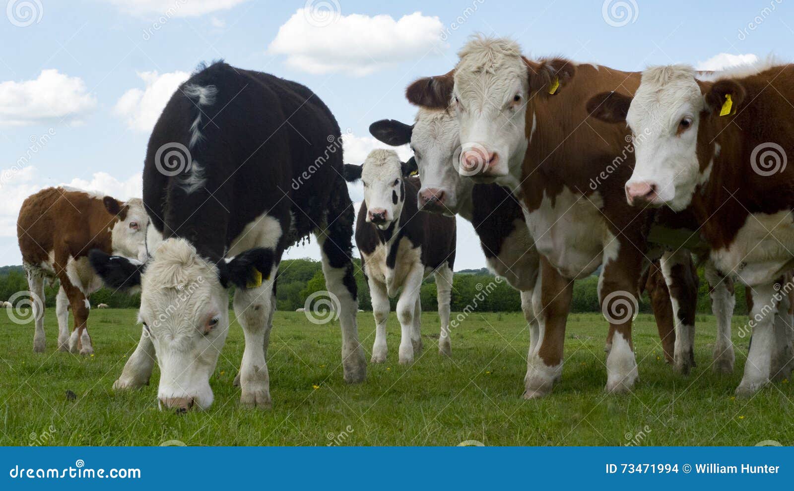 Heard of cows stock photo. Image of grass, countryside - 73471994