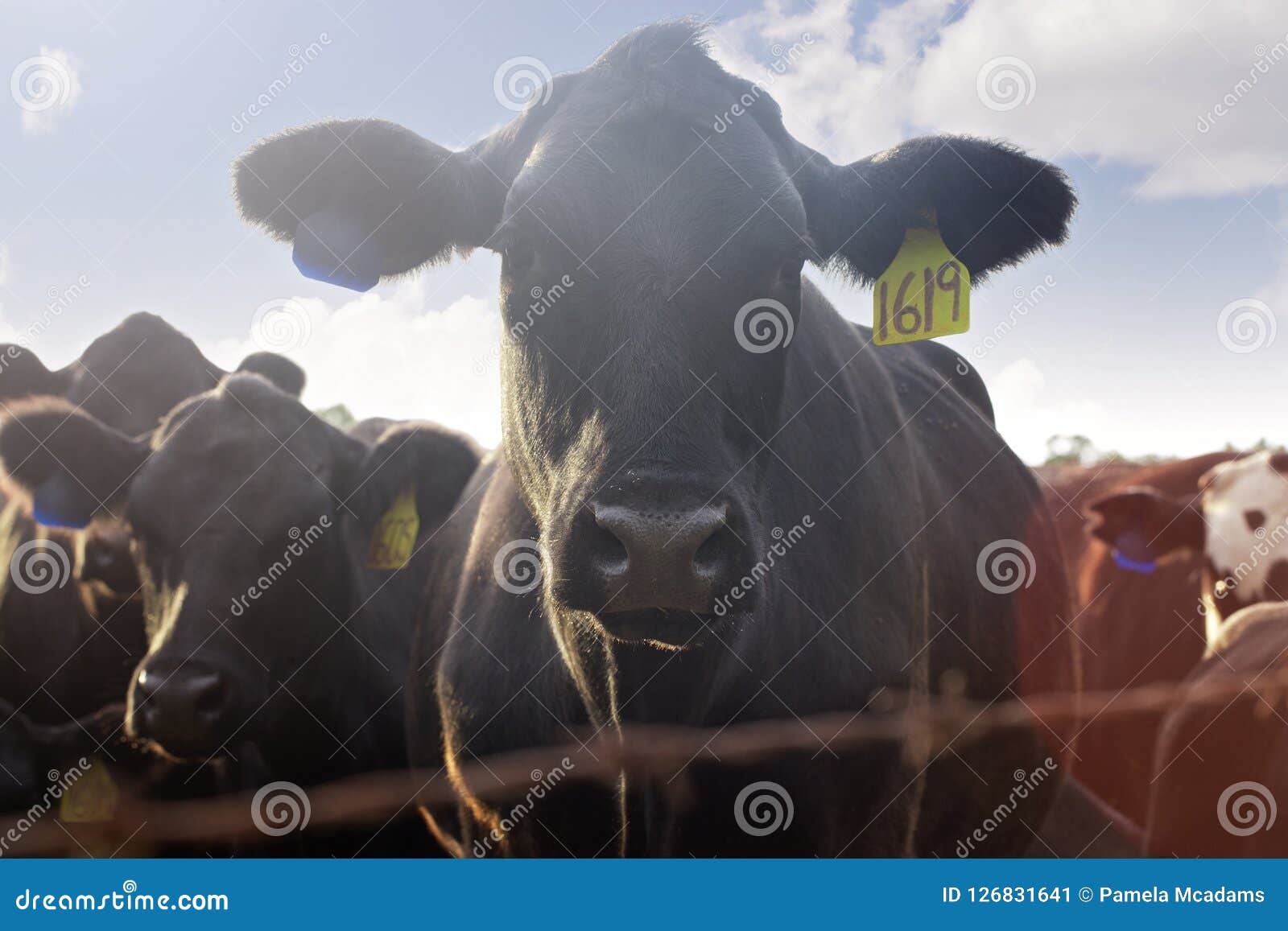 Heard of Cows in a Field stock image. Image of cows - 126831641