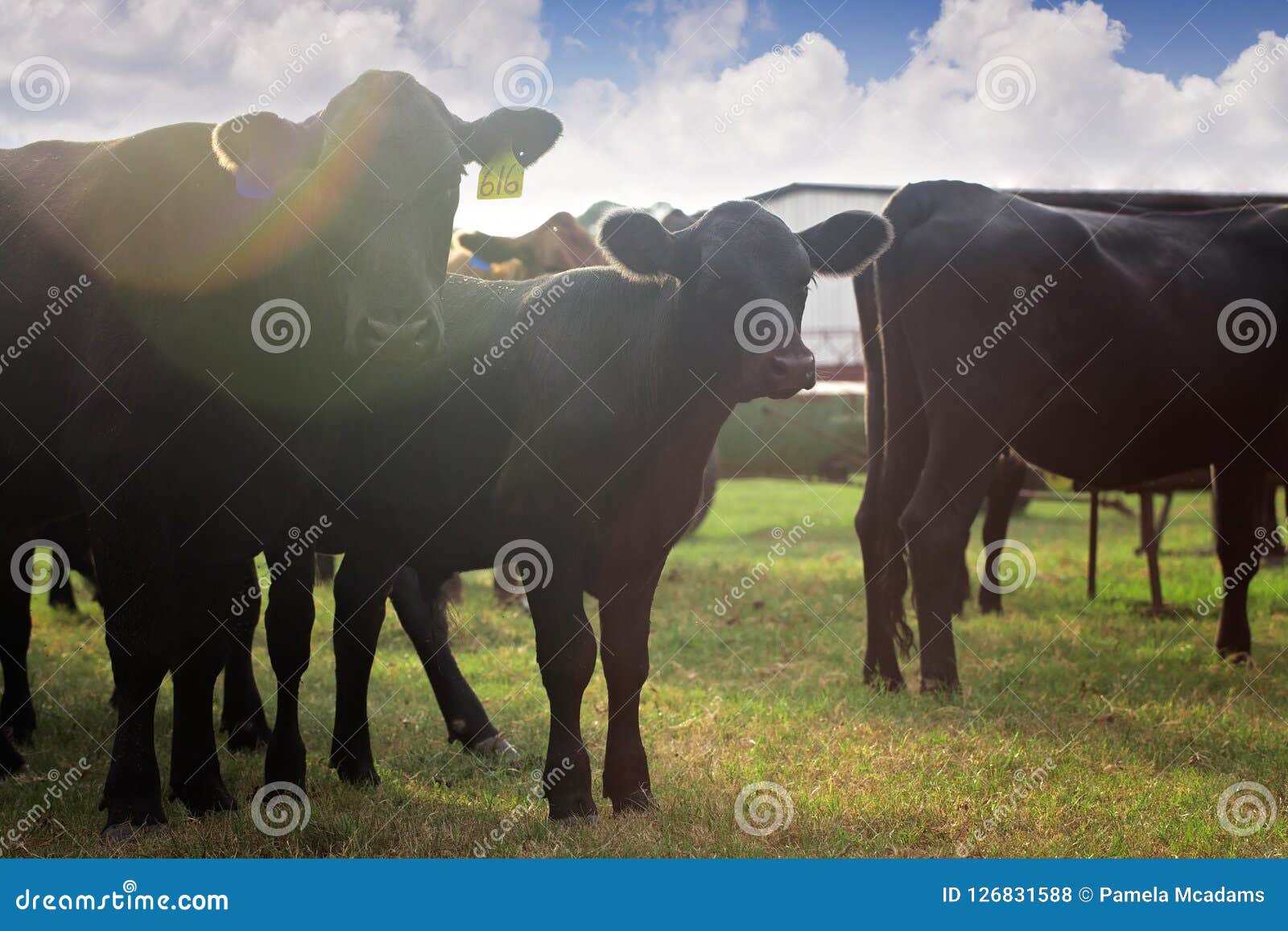 Heard of Cows in a Field stock photo. Image of agriculture - 126831588