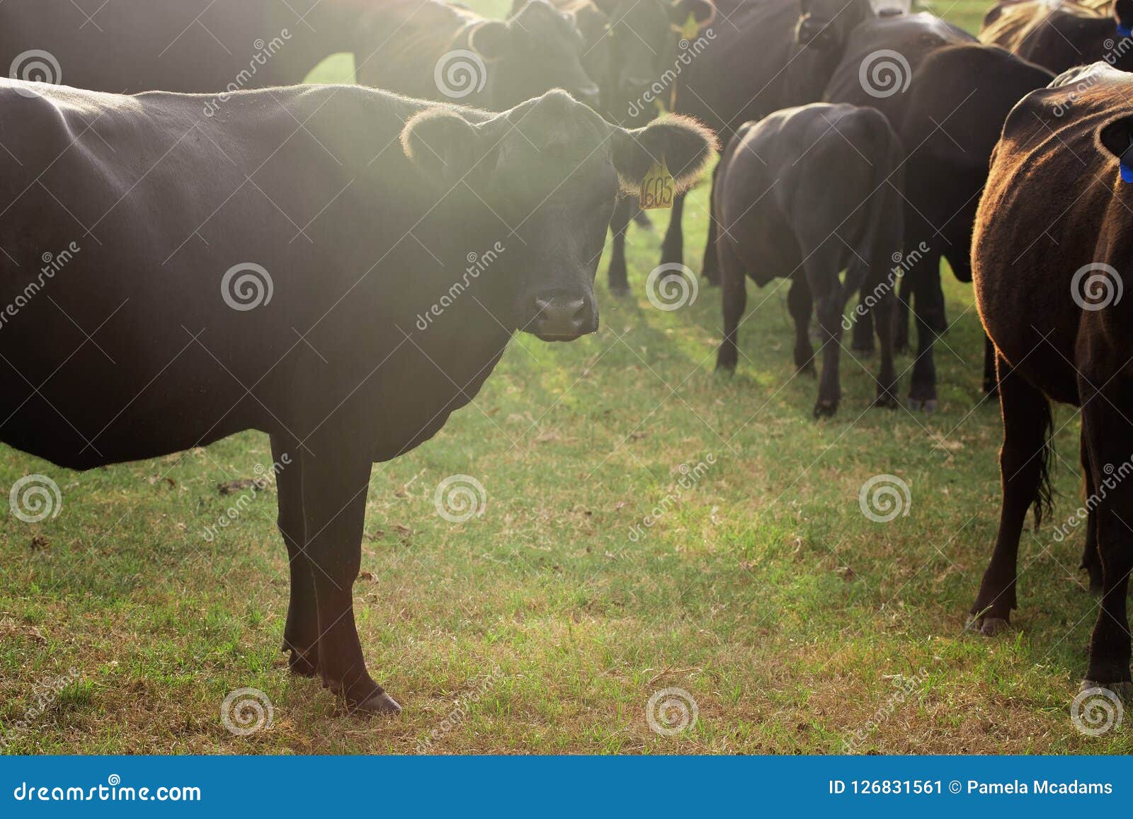 Heard of Cows in a Field stock image. Image of summer - 126831561