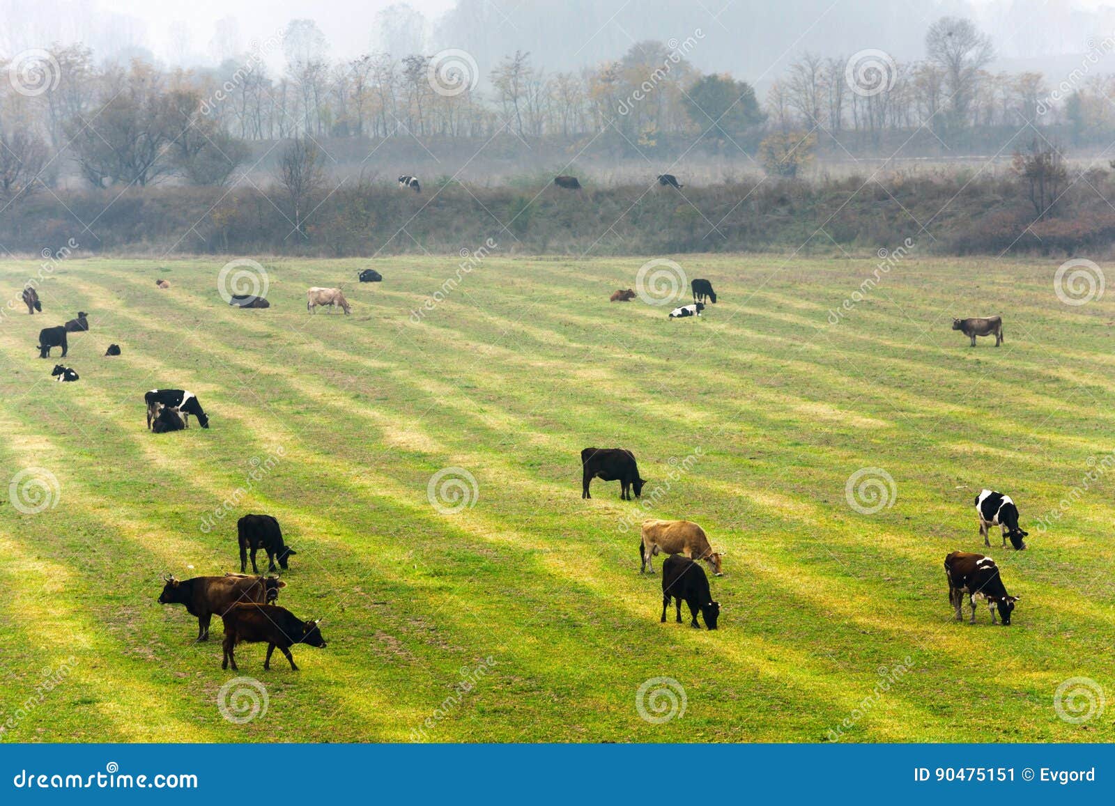 Heard of cows on a pasture stock image. Image of mist - 90475151