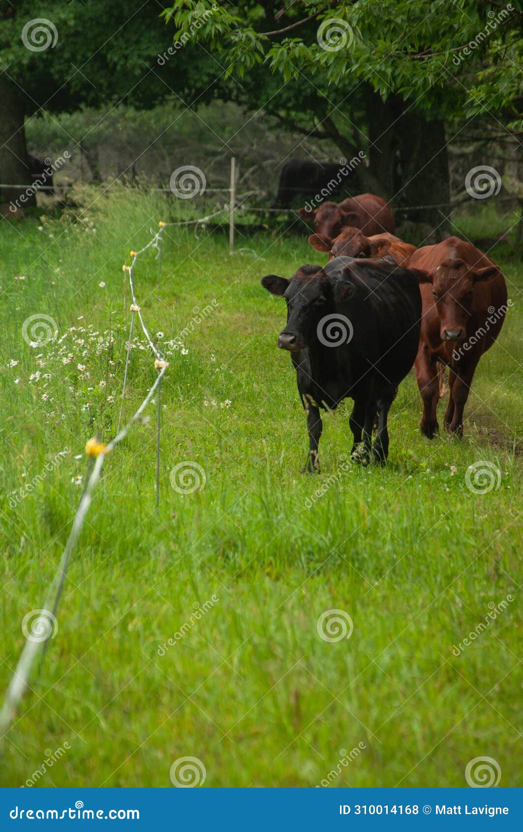 A Heard of Cows Walking on a Pasture Together Stock Photo - Image of ...