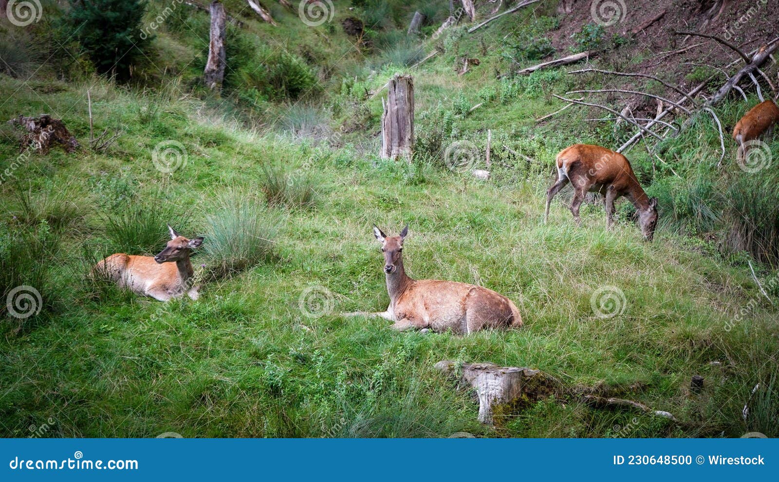 Heard of Deers in a Green Forest Stock Photo - Image of heard, field ...
