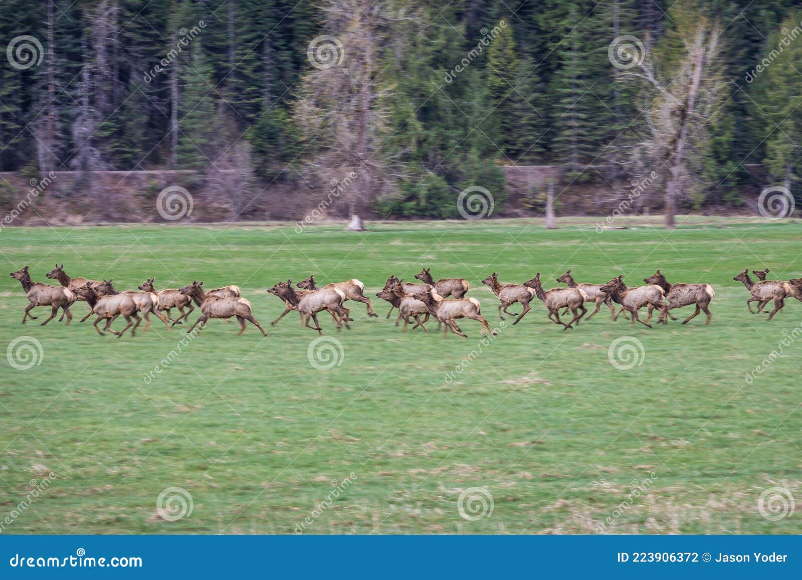A Heard of Elf Running through a Meadow Stock Photo - Image of running ...