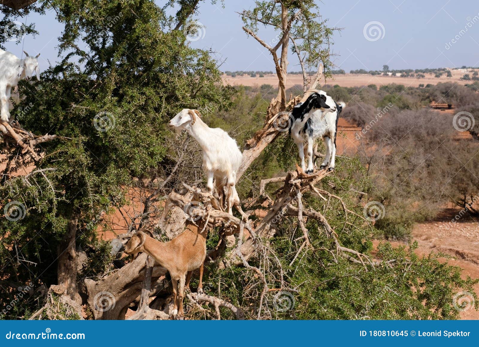 Heard of Goats Climbed on Argan Tree Stock Image - Image of goats ...