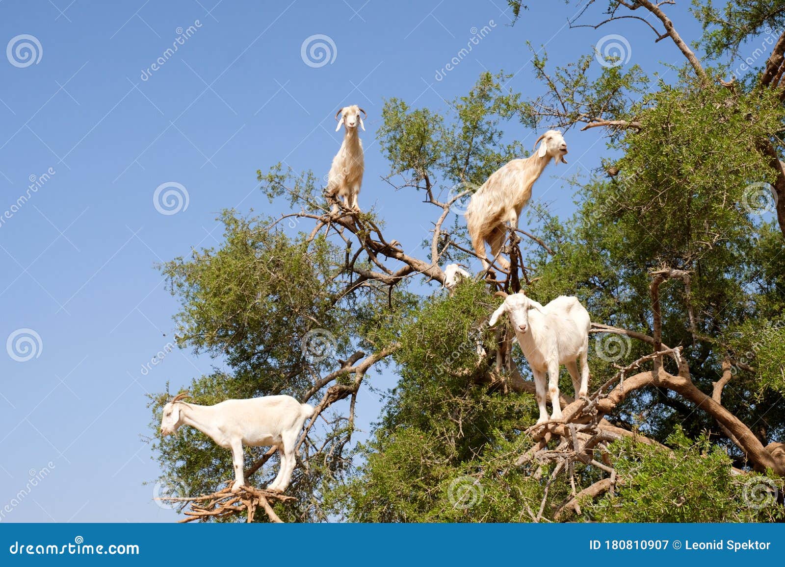 Heard of Goats Climbed on Argan Tree Stock Image - Image of goat, green ...