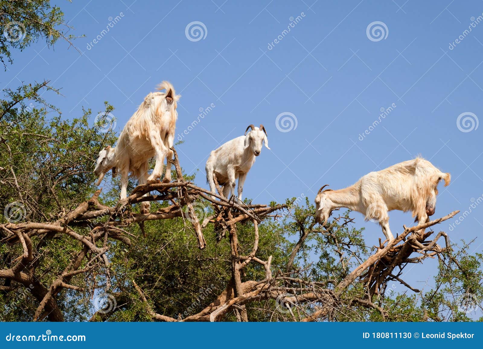 Heard of Goats Climbed on Argan Tree Stock Photo - Image of morocco ...
