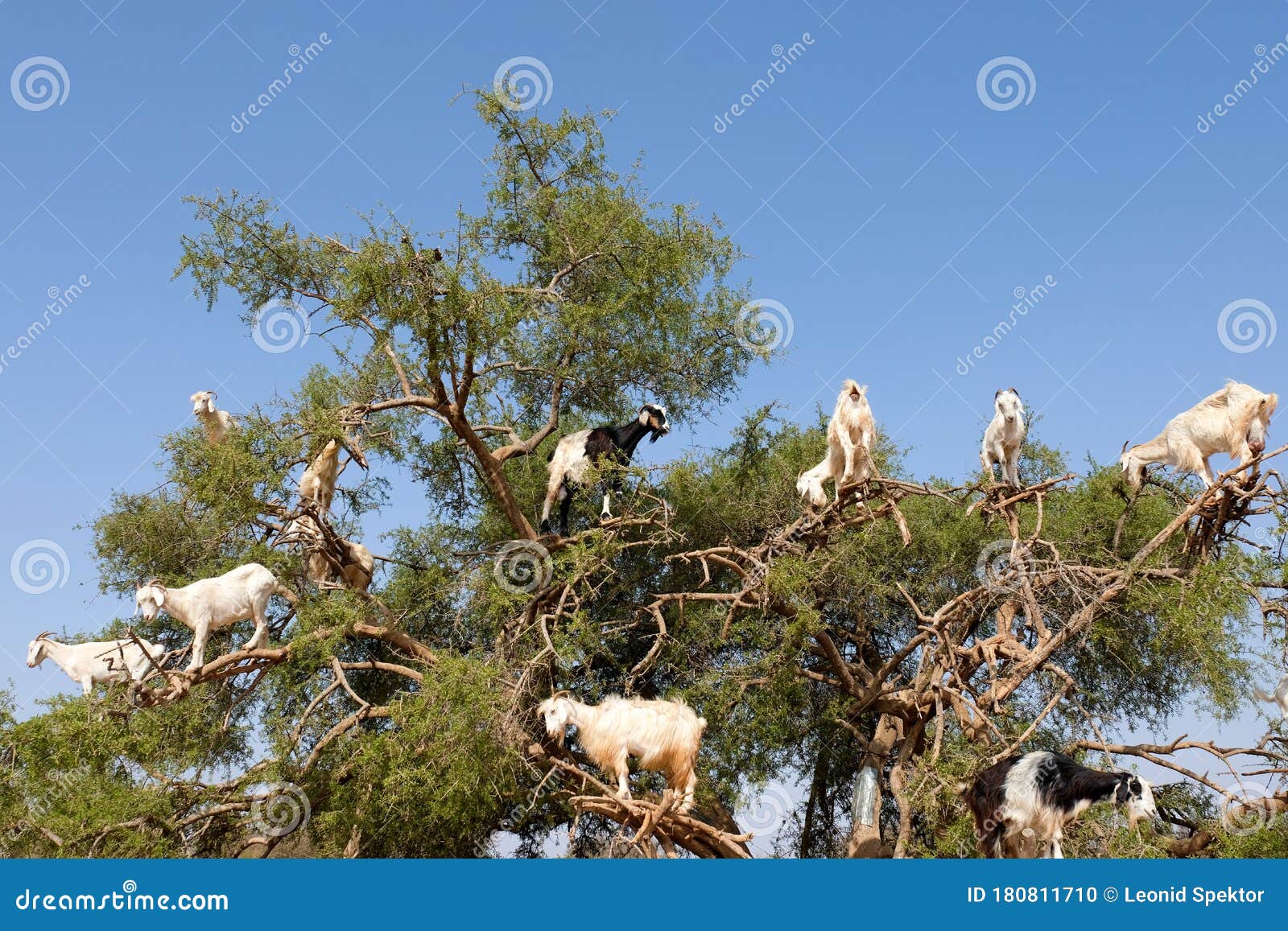Goats In The Tree Royalty-Free Stock Photography | CartoonDealer.com ...