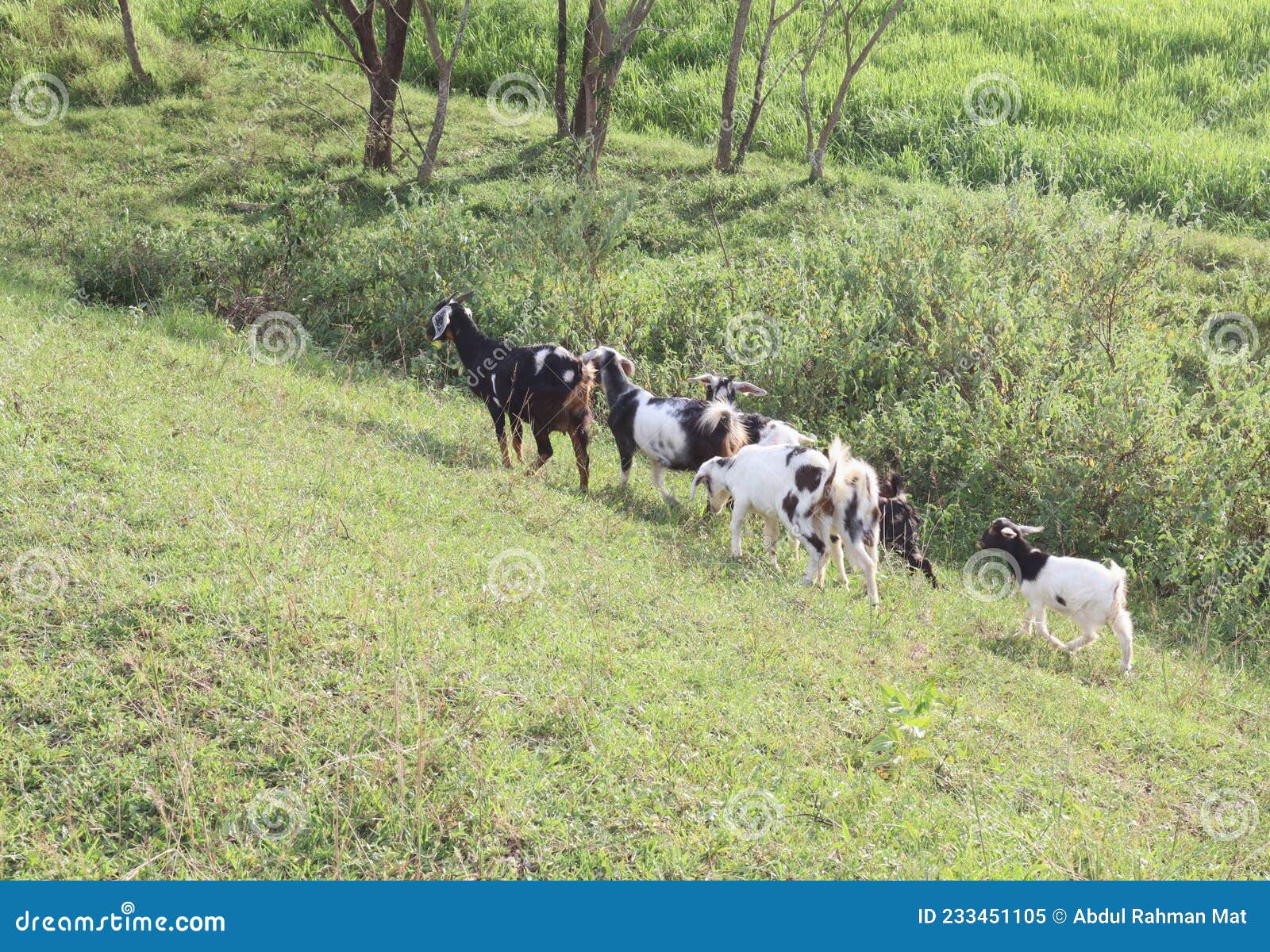 A heard of goats stock image. Image of herd, goats, eating - 233451105
