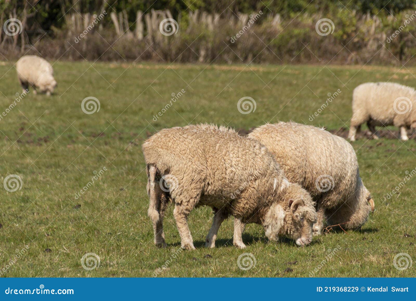 A Heard of Sheep stock image. Image of city, surplus - 219368229