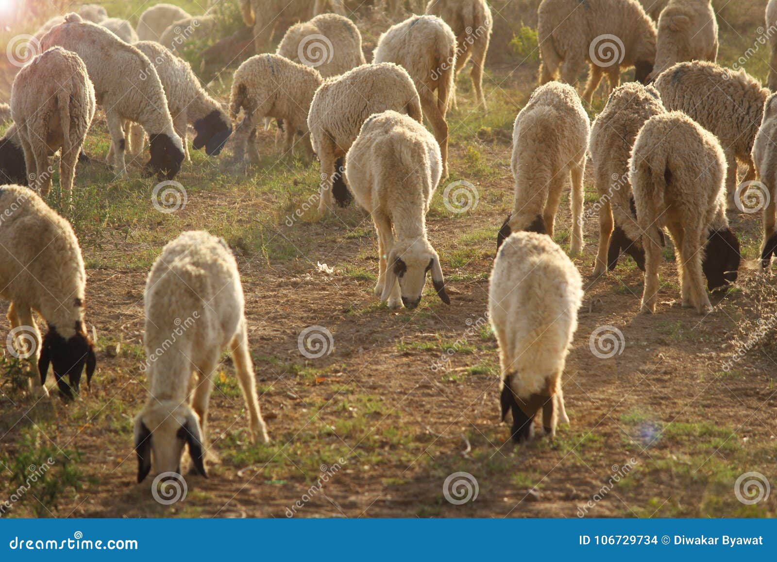 Sheep heard stock photo. Image of mountain, sheep, nature - 106729734