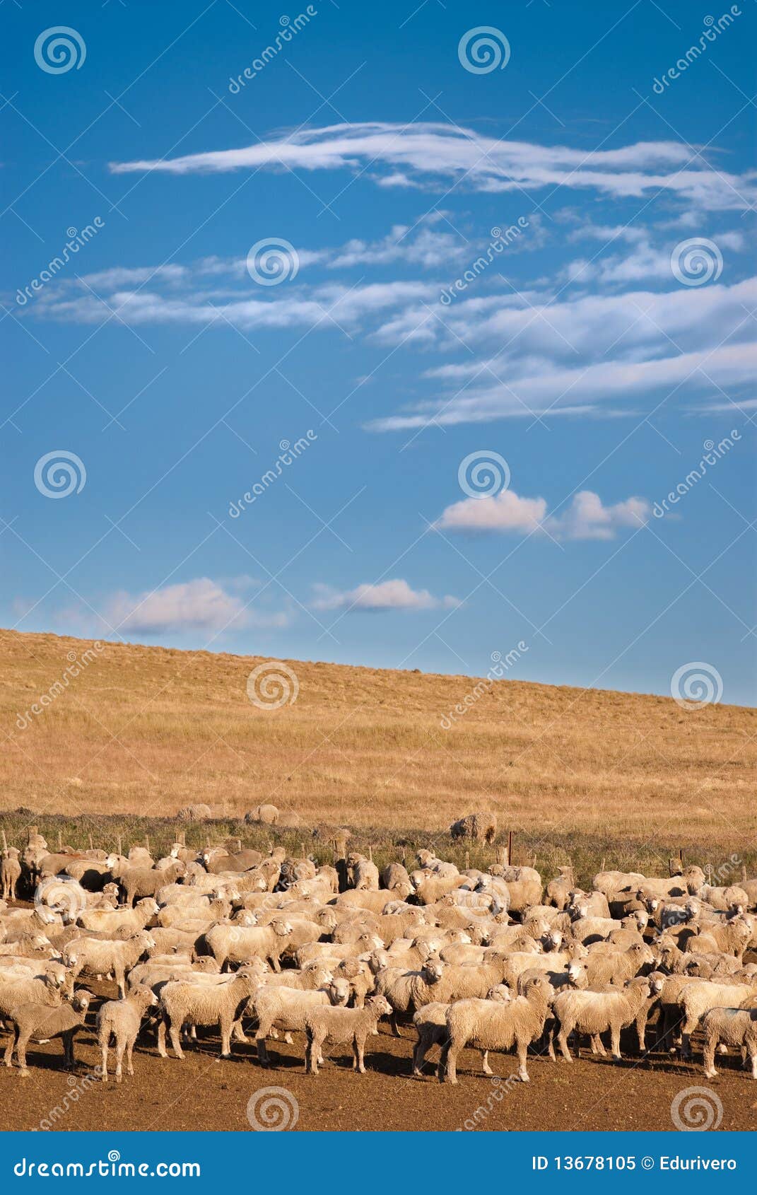 A Heard of Sheep in Patagonia Stock Image - Image of herd, facial: 13678105