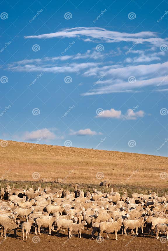 A Heard of Sheep in Patagonia Stock Image - Image of herd, facial: 13678105