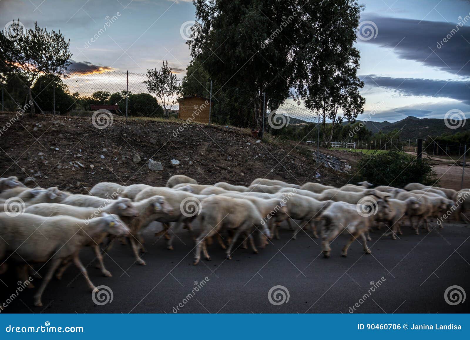 Heard of sheep stock photo. Image of dusk, cage, hairy - 90460706