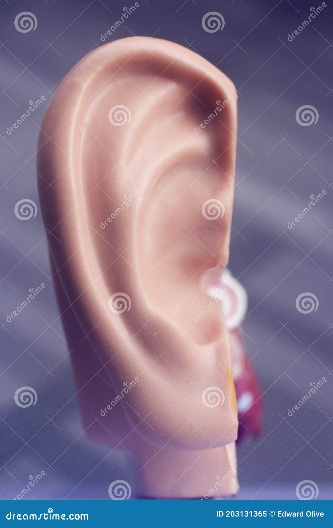 Hearing ear medical model stock image. Image of deaf - 203131365