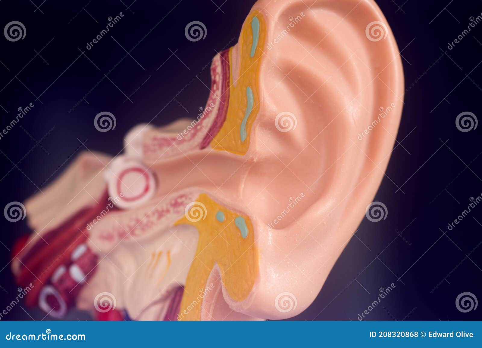 Hearing ear medical model stock photo. Image of deafness - 208320868