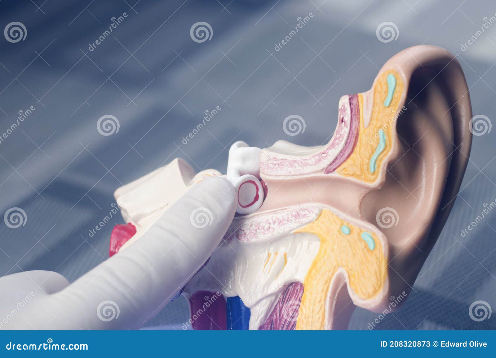 Hearing ear medical model stock image. Image of biology - 208320873