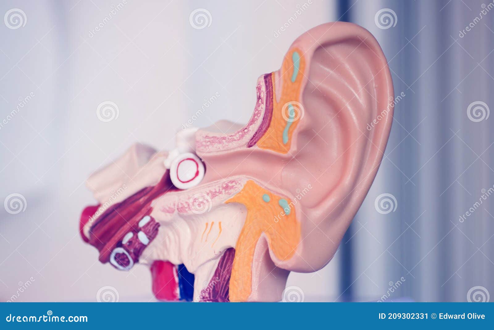 Hearing ear medical model stock image. Image of background - 209302331