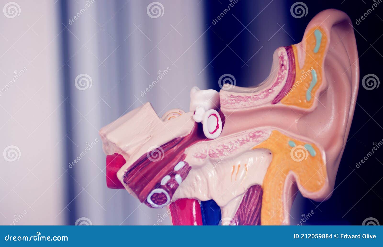 Hearing ear medical model stock photo. Image of hear - 212059884