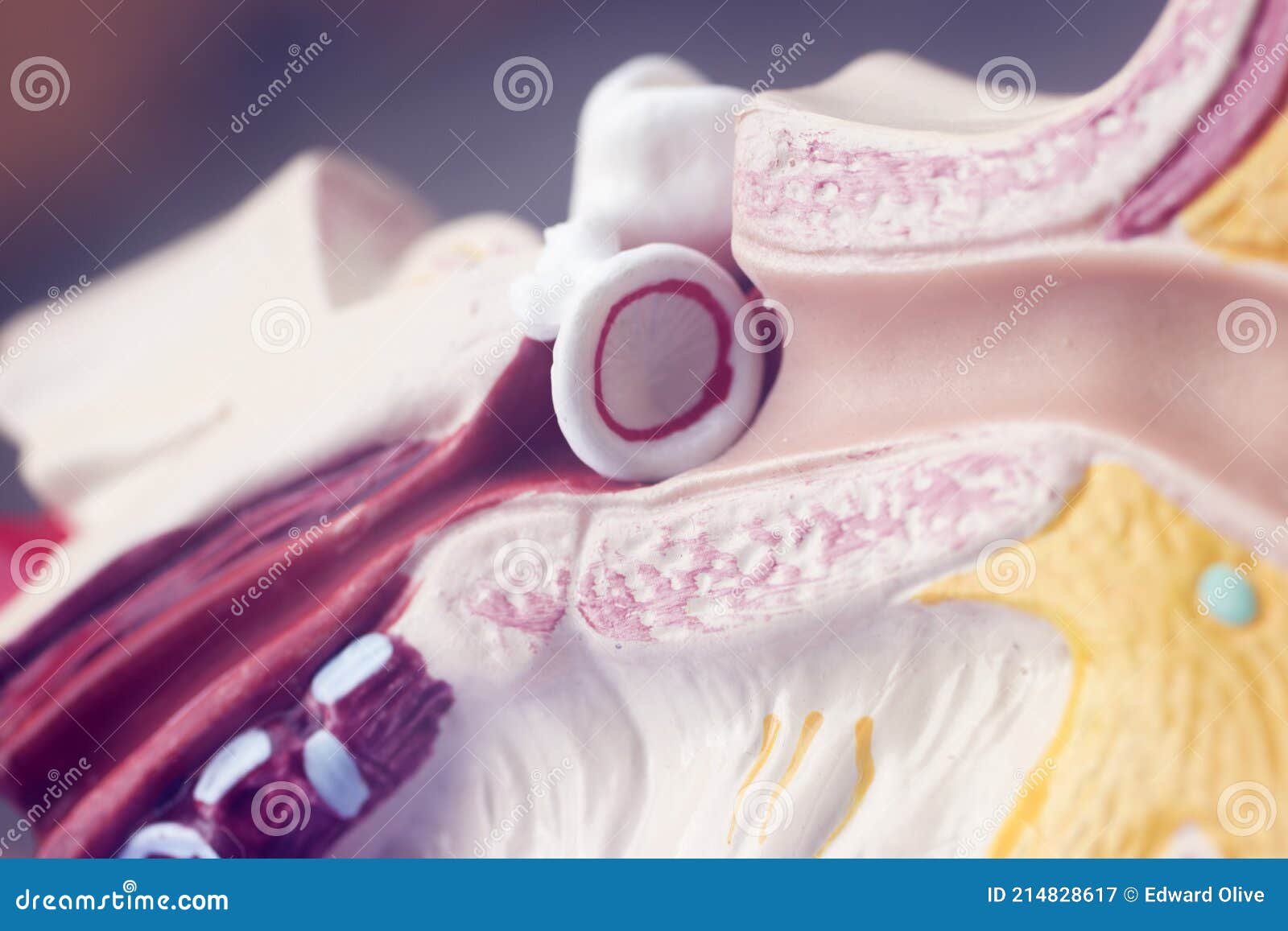 Hearing ear medical model stock image. Image of canal - 214828617