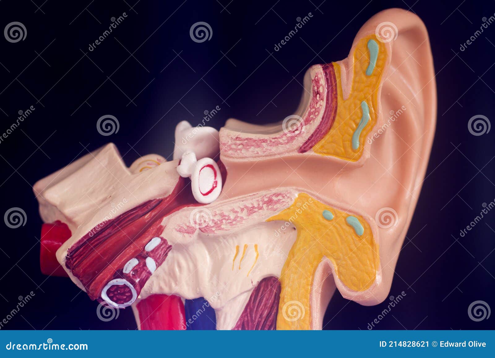 Hearing ear medical model stock image. Image of listen - 214828621