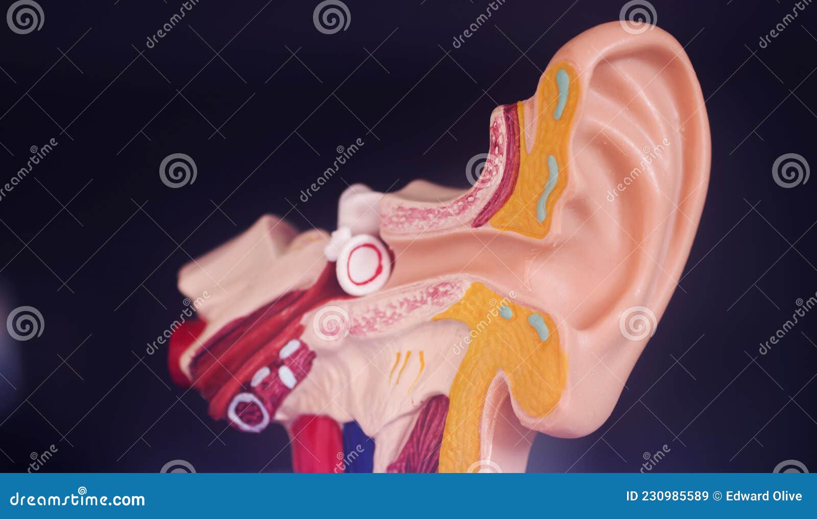 Hearing ear medical model stock image. Image of biology - 230985589