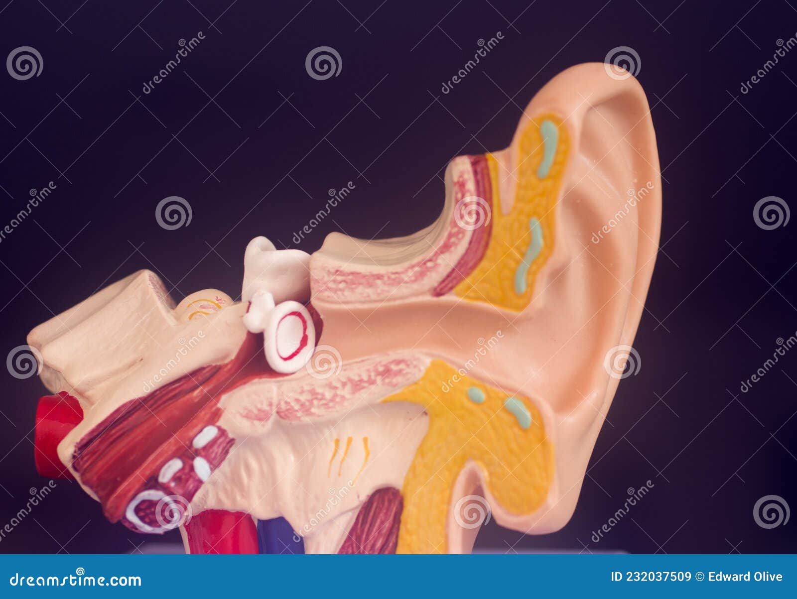 Hearing ear medical model stock image. Image of sense - 232037509