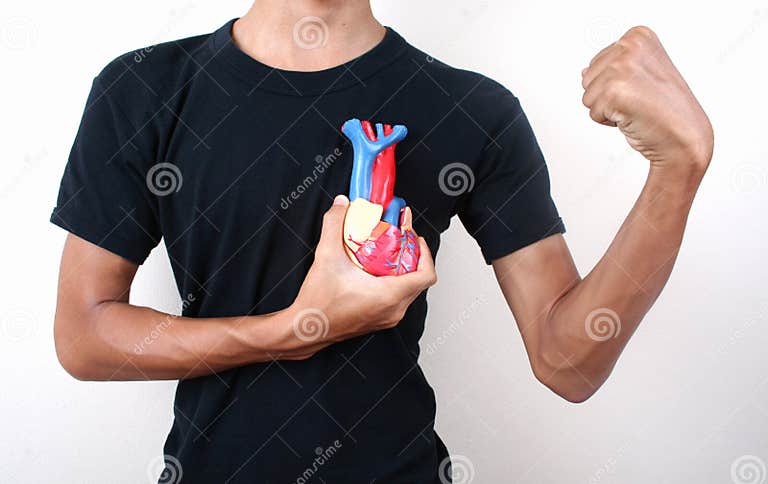 Heart 5 stock image. Image of biology, stork, body, organ - 1015131