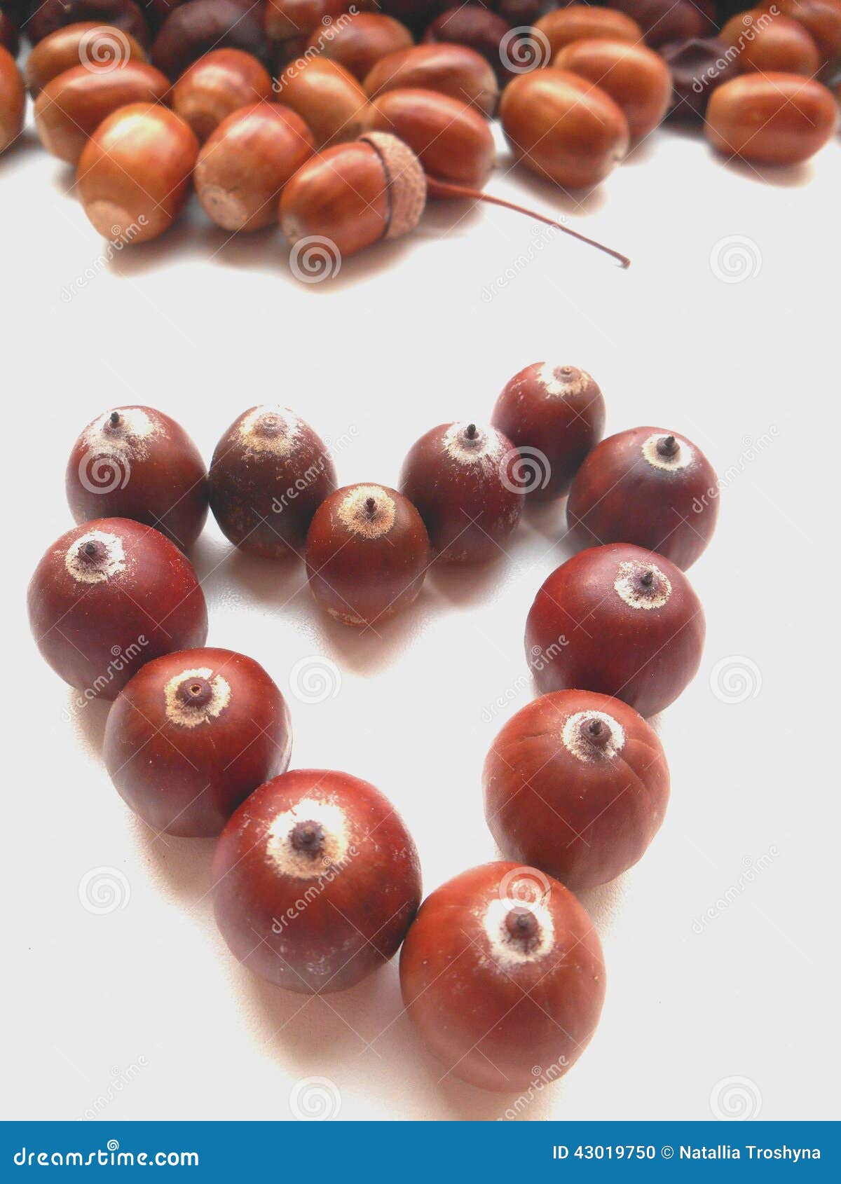 Heart acorns background stock photo. Image of texture - 43019750