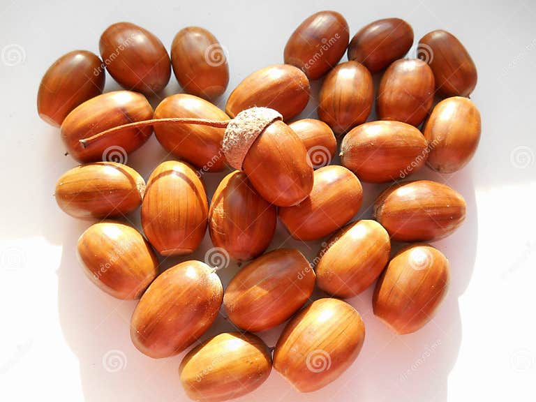 Heart Acorns Texture Background Stock Photo - Image of decor ...