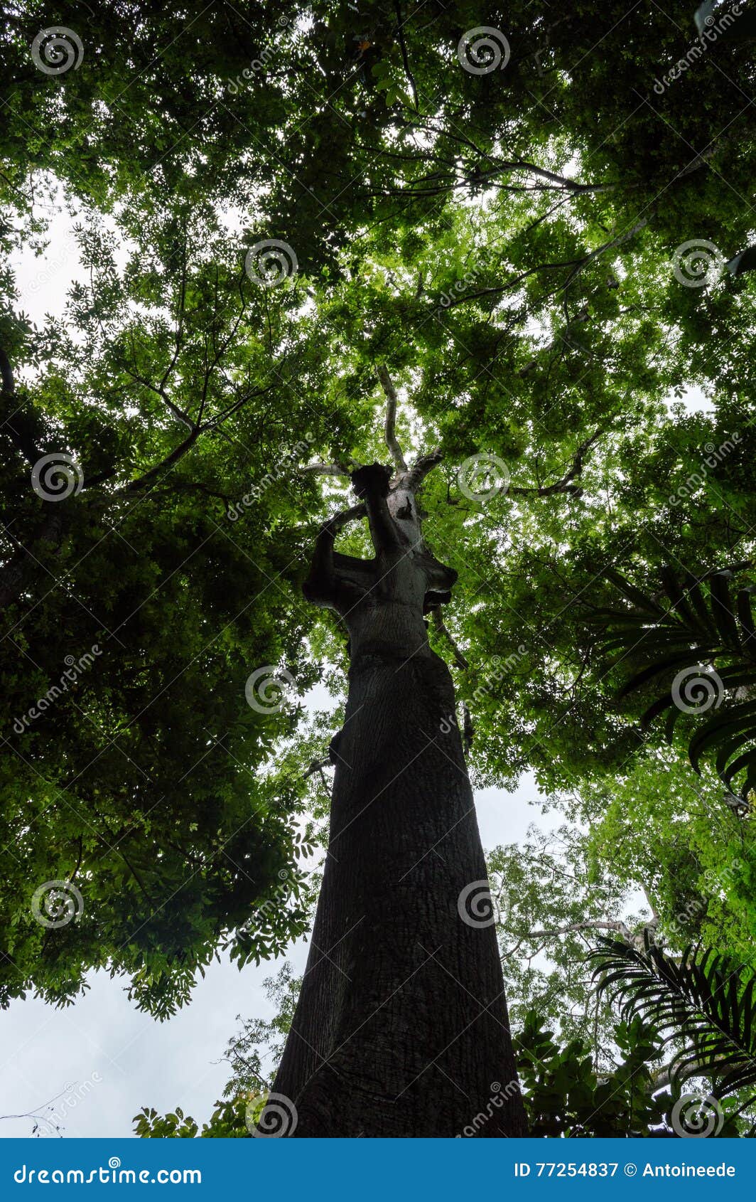 Heart of Africa Tropical Rainforest, Congo. Stock Image - Image of ...