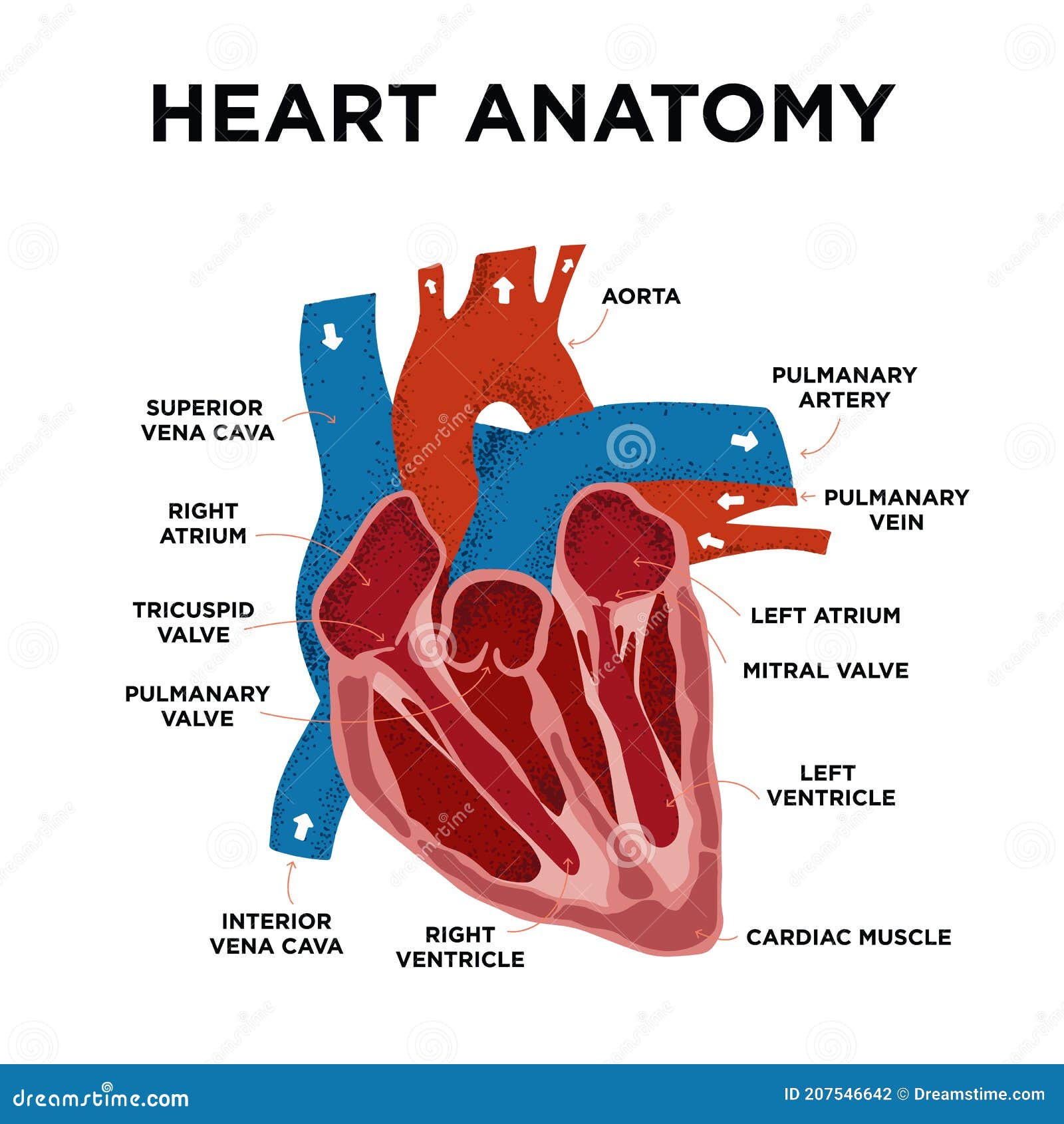 Heart Anatomy: Labeled Diagram, Structures, Blood Flow,, 42% OFF Heart Anatomy: Labeled Diagram, Structures, Blood Flow,, 42% OFF