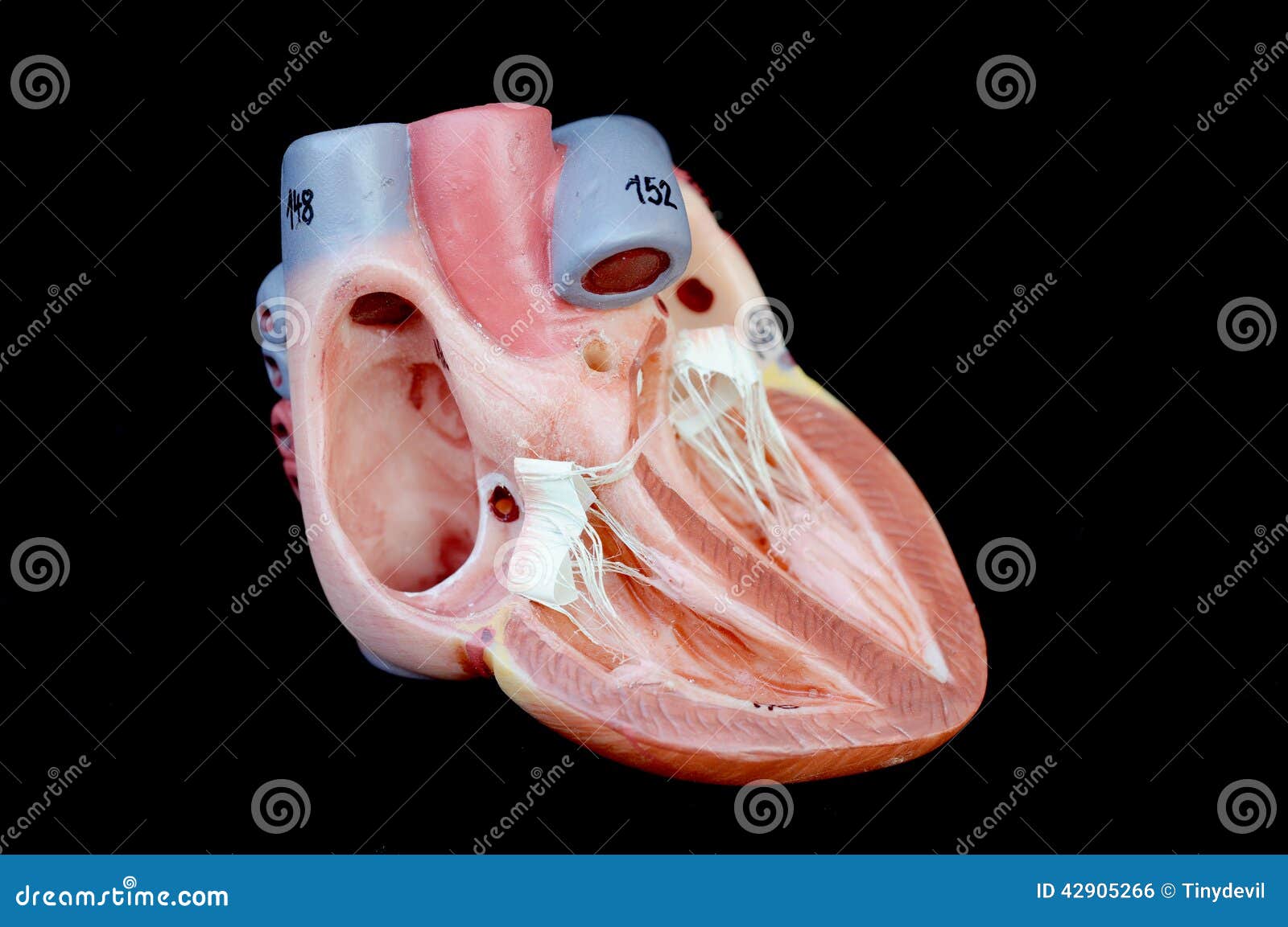Heart Model Labeled