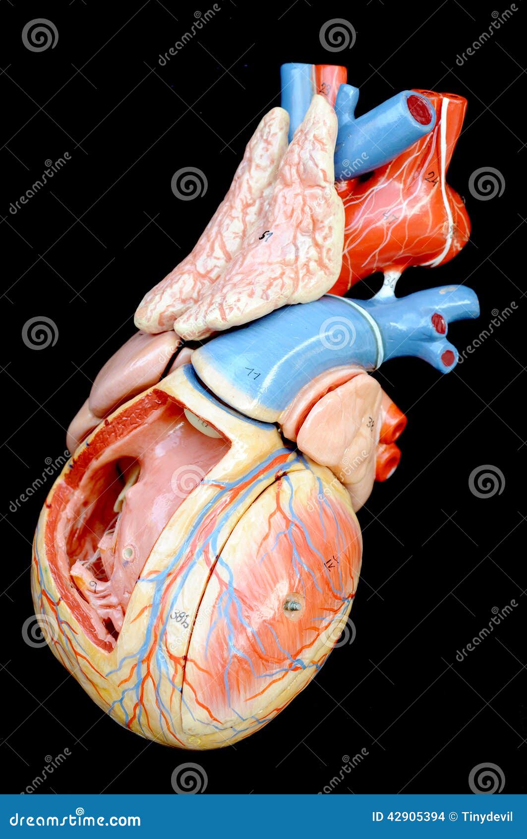 Heart stock photo. Image of cardiac, health, heartbeat - 42905394